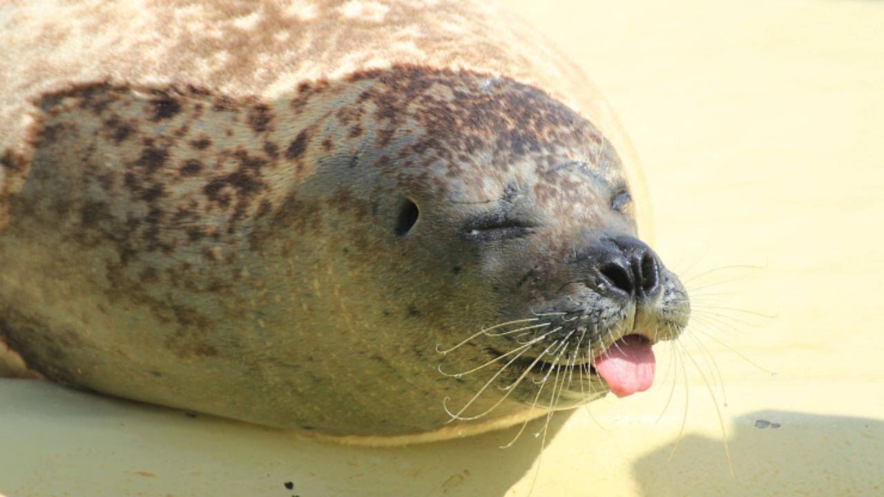 La foca monaca torna in Italia: l’avvistamento nel mar Mediterraneo