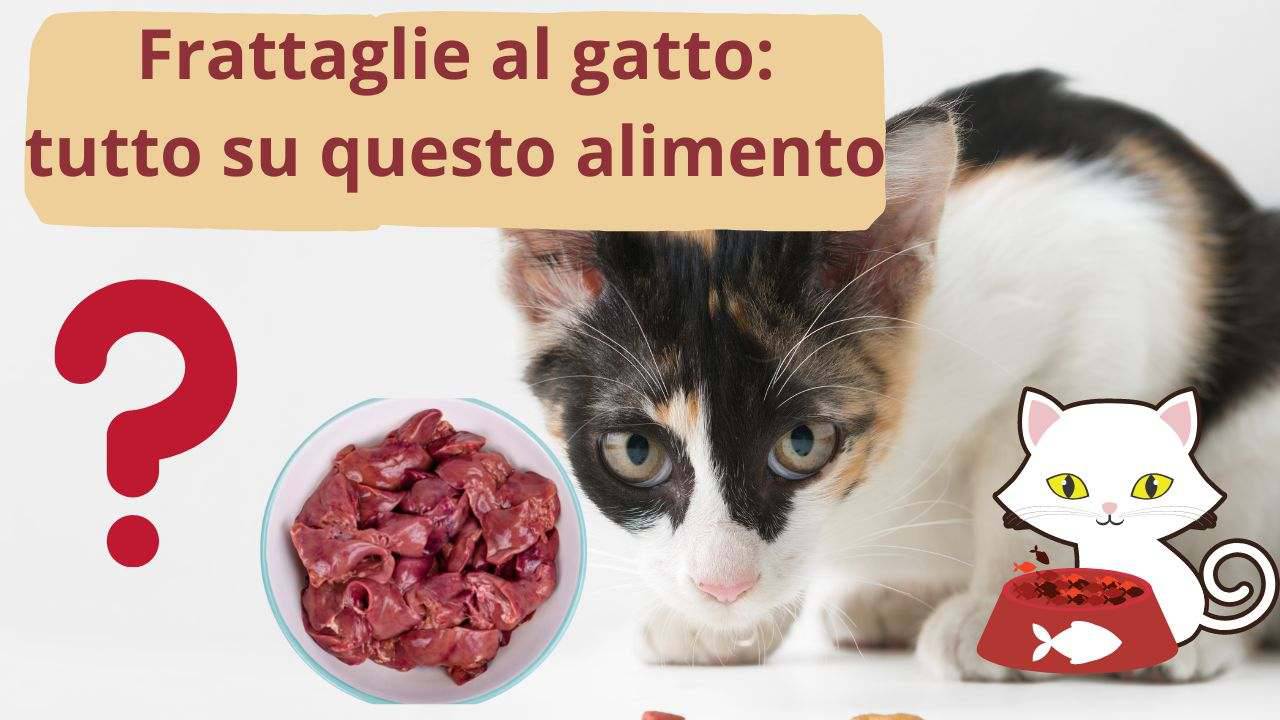 Frattaglie al gatto: quali pezzi scegliere, come cucinarle, benefici e ...