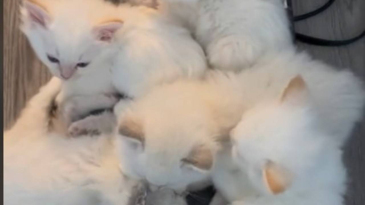 Questo è il posto preferito dei gattini per dormire: caldo e moderno -VIDEO