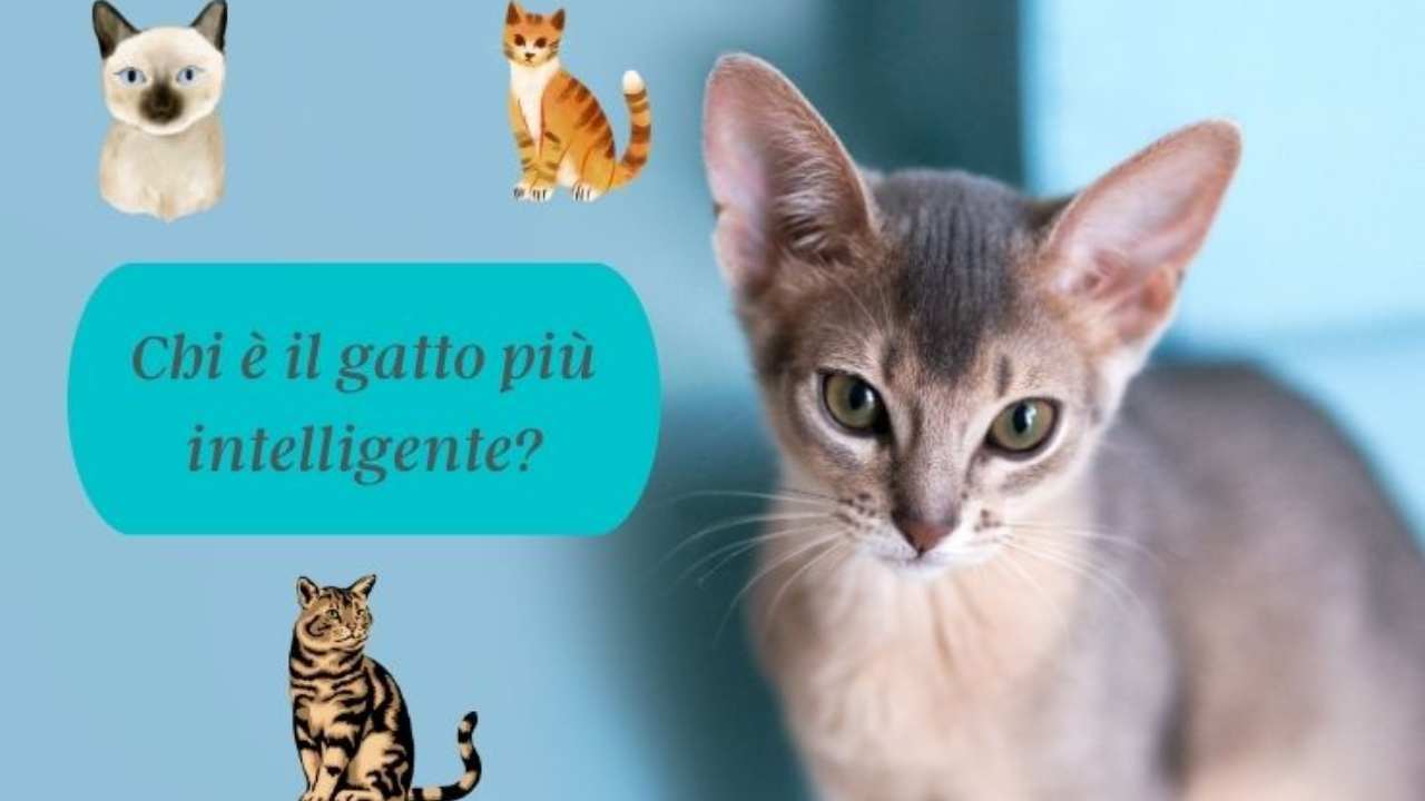 Il gatto più intelligente del mondo è lui, ma queste razze non sono da meno
