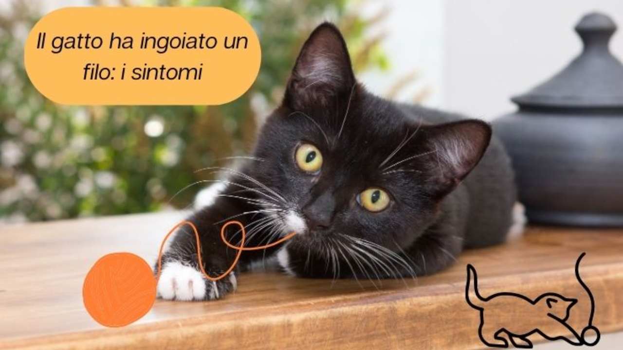 Può essergli letale! Come capire se il gatto ha ingoiato un filo e cosa ...