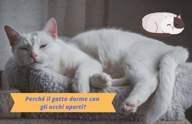 Il tuo gatto dorme con gli occhi aperti? Dovresti proprio sapere questo