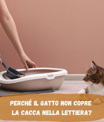 I Gatti ed il loro mondo: consigli, foto e video sul gatto