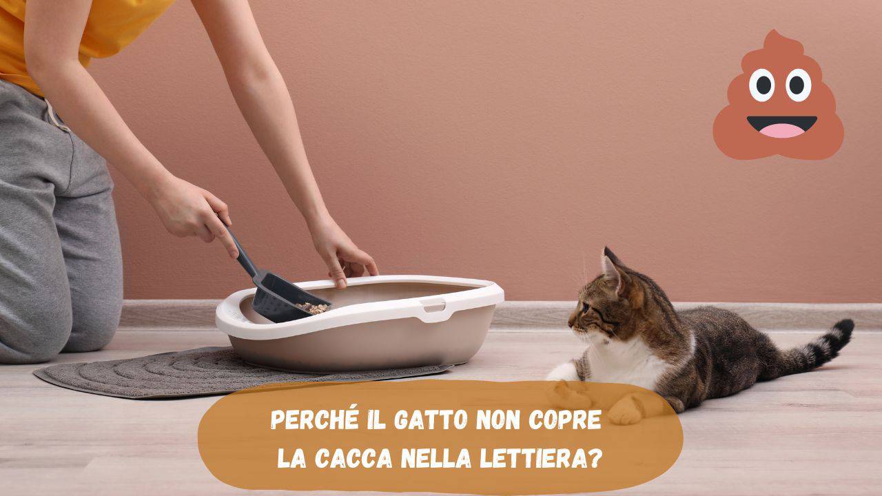 Il gatto non copre la cacca: perché a volte micio non usa bene la lettiera?