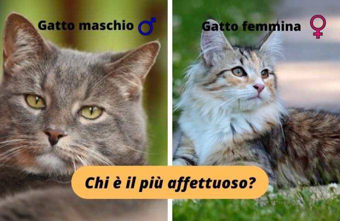 Gatto maschio o femmina, chi è più affettuoso? La risposta è inaspettata
