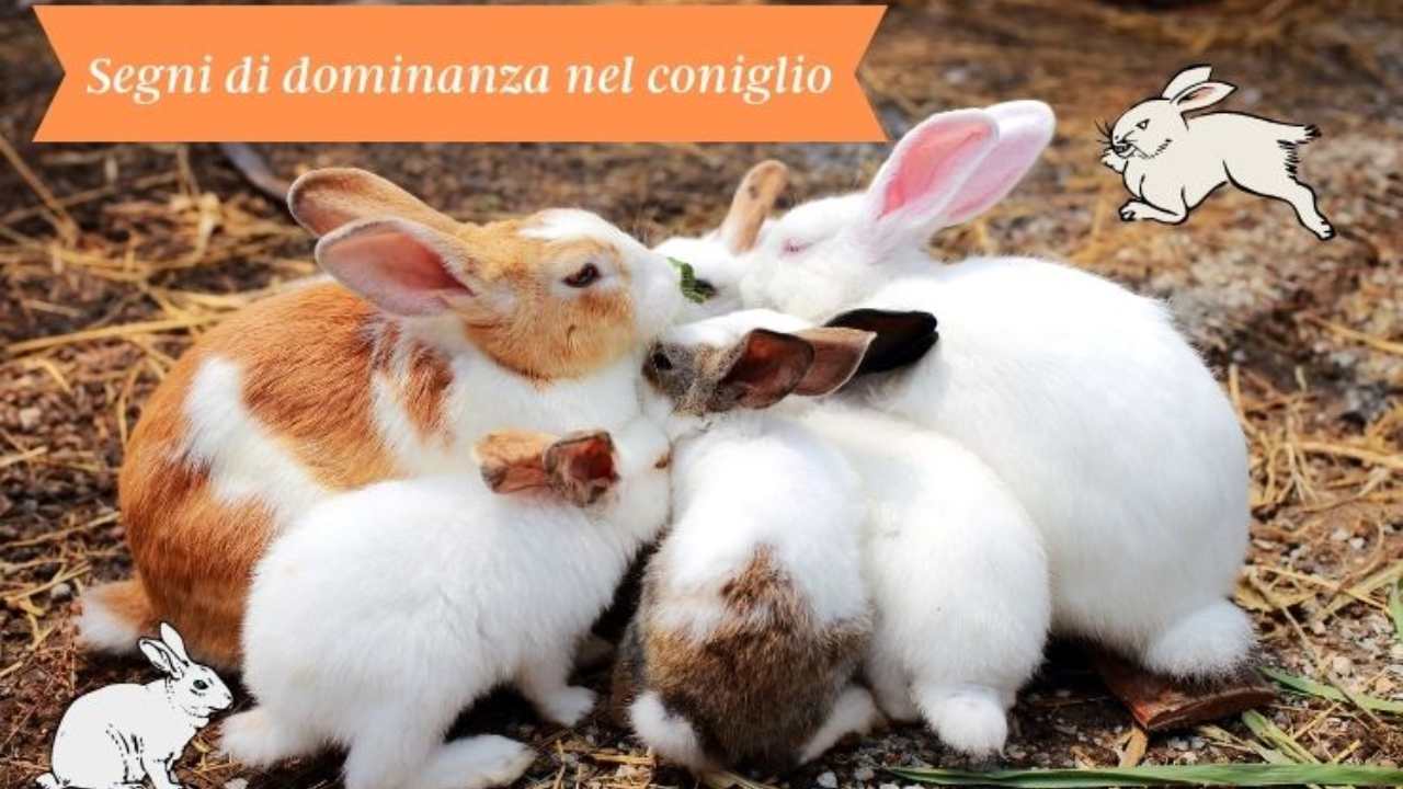Segni di dominanza nel coniglio: ecco a cosa fare attenzione