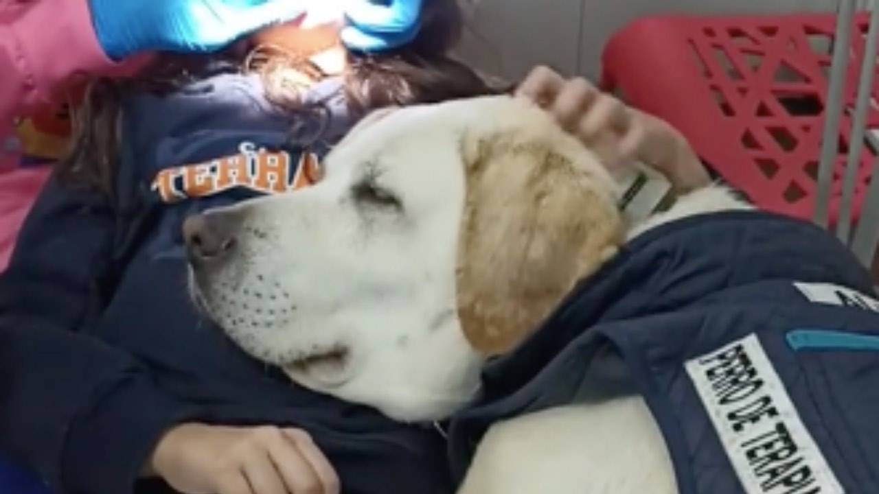 Il cane approda nello studio dentistico: Aldo aiuta i bimbi in terapia ...