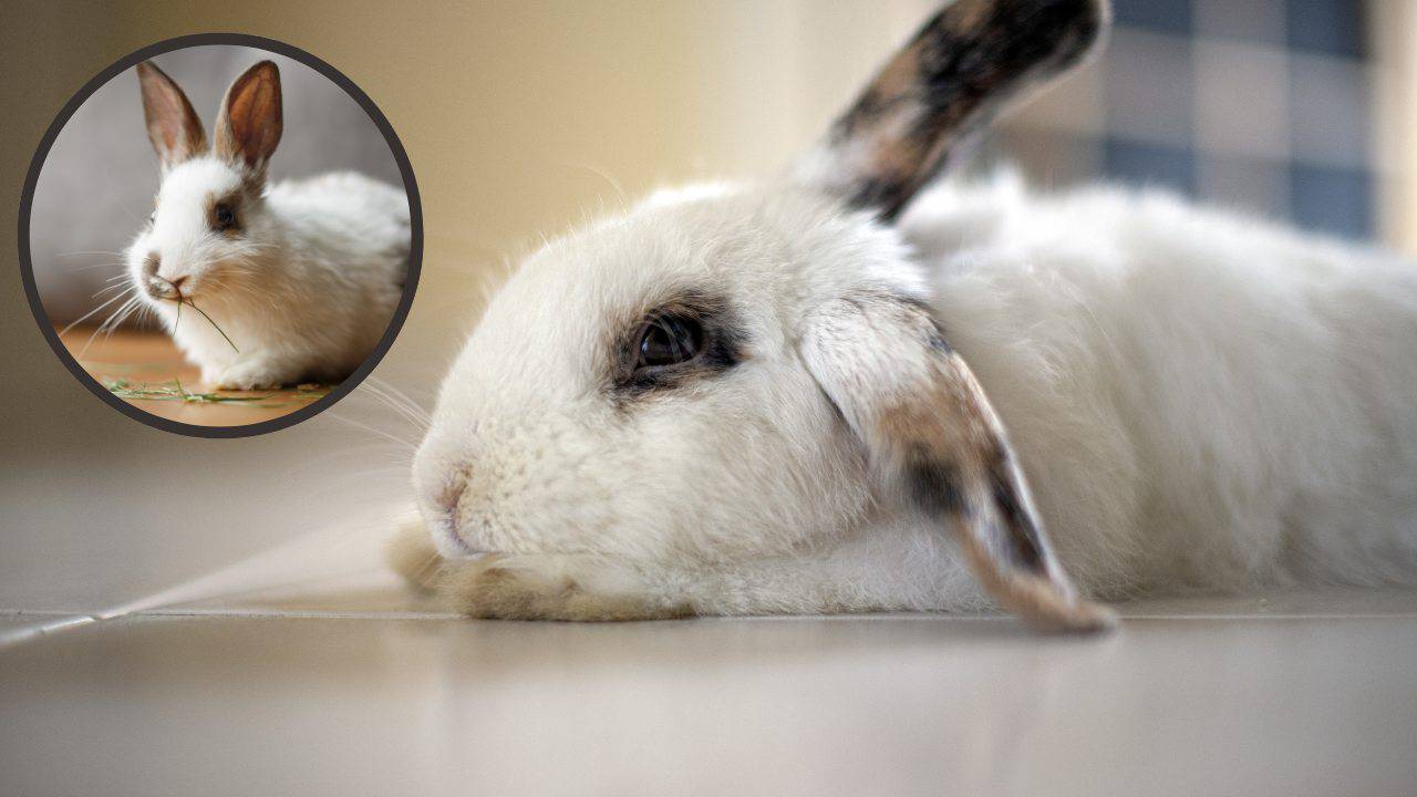 Il coniglio ha morso un cavo elettrico: quando intervenire e come
