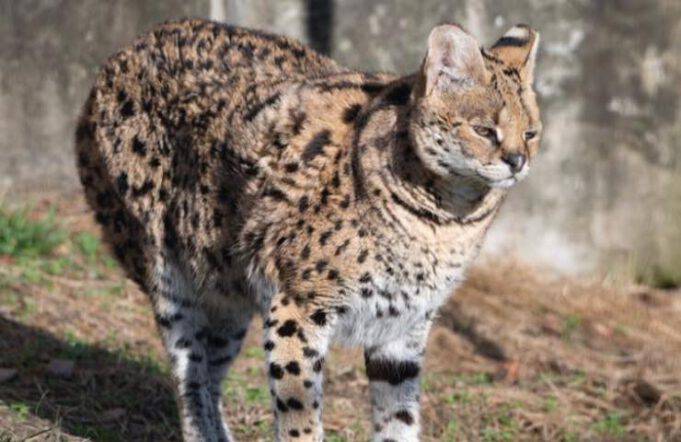 Sembrava un solo grosso gatto: quando lo recupera, capisce la verità