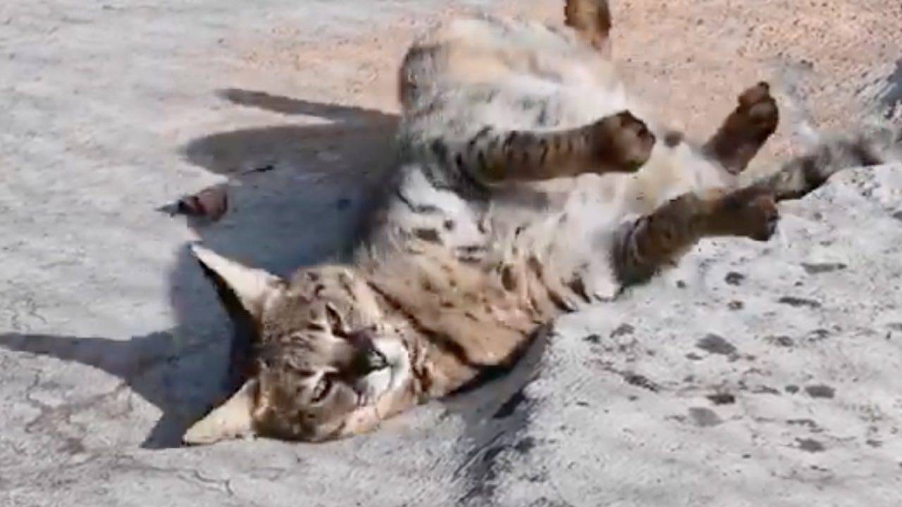 Sembrava un solo grosso gatto: quando lo recupera, capisce la verità