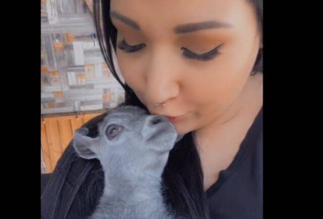 Quando la capretta ha fame fa così: il video Tik Tok diventa virale - VIDEO