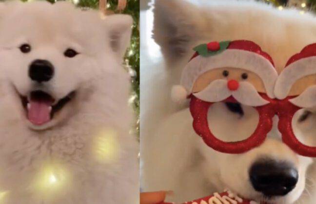 È lui il più amato delle feste 2022: il cane Boomer diventa famoso - VIDEO