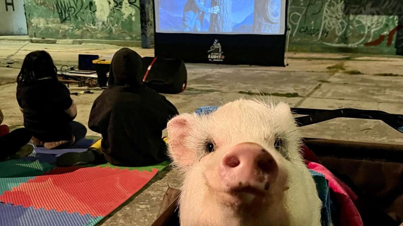 Il maialino porta la magia del cinema ai bambini dei quartieri poveri