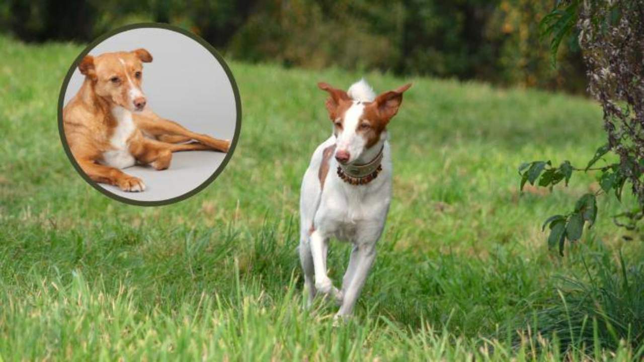 Malattie del Podenco Canario: patologie comuni nella razza