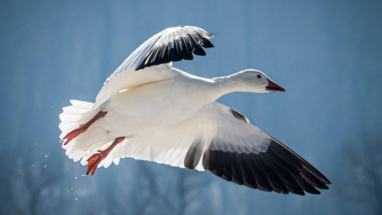 L’Oca delle Nevi: specie rara ornamentale da cortile e giardino