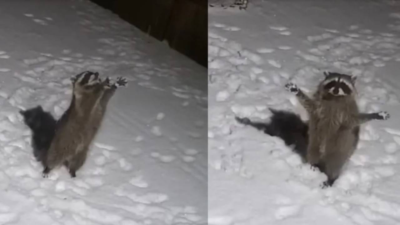 Il procione non può fare a meno di tentare di afferrare la soffice neve ...