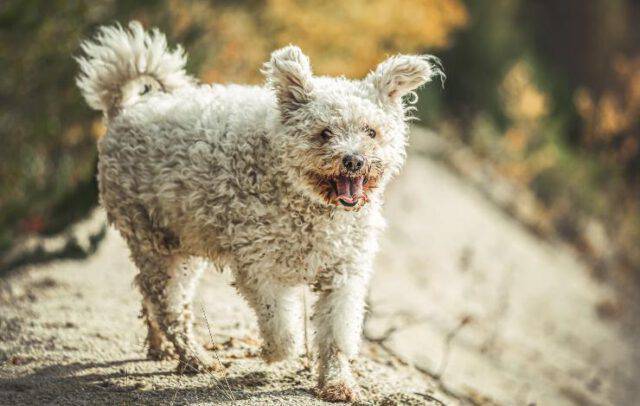 Curiosità sul Pumi: le chicche, e origini e i nomi più particolari