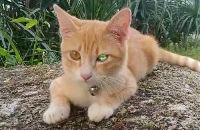 Filmato il gatto dagli occhi color diamante: la sua rarità è un dono ...