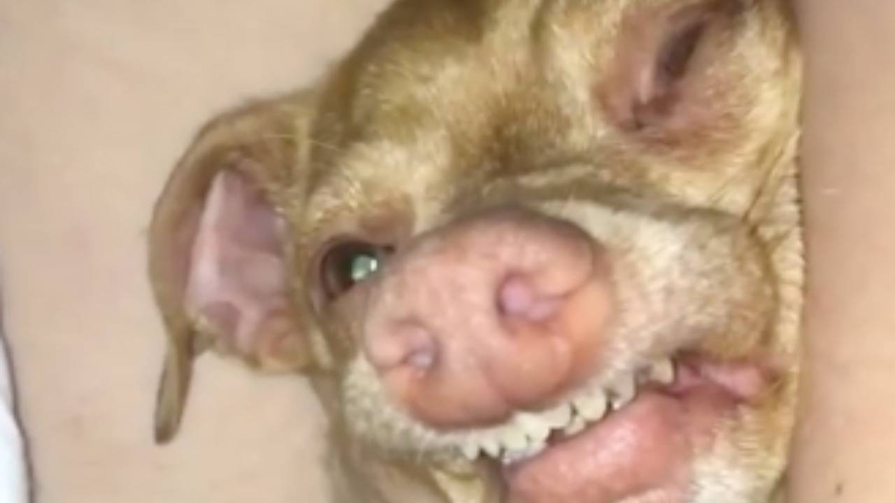 L'aspetto del cane Tooney è spaventoso, ma lei lo adotta lo stesso -VIDEO