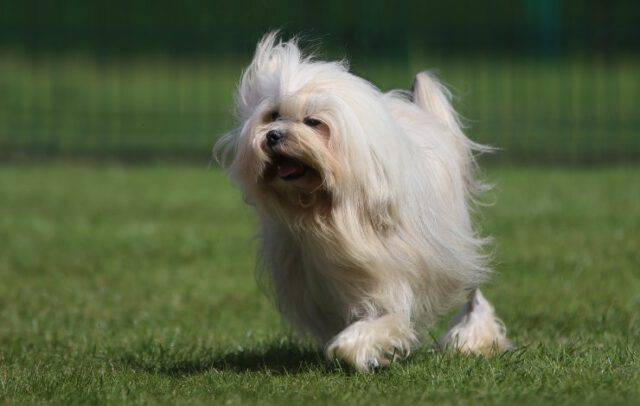 Adottare un Piccolo cane Leone: carattere, stile di vita e padrone ideale