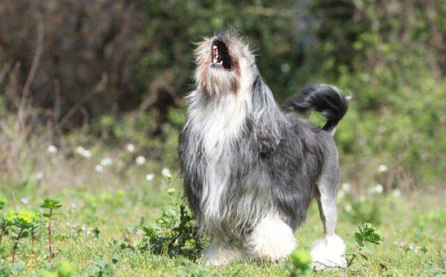 Curiosità sul Piccolo cane Leone: origini, chicche e un elenco di nomi