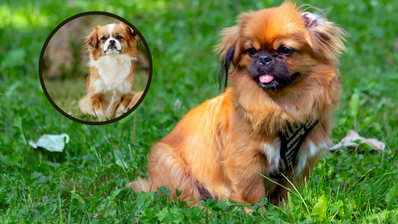 Adottare un Pechinese: carattere, stile di vita e padrone ideale