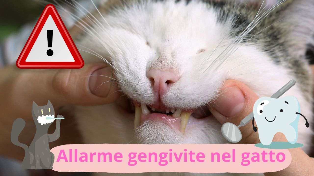 Proteggi il tuo gatto con i consigli giusti contro la gengivite felina