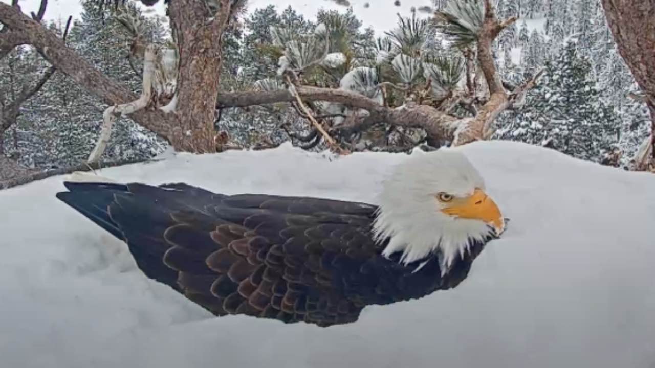 Filmate le 2 aquile più famose: il VIDEO mentre proteggono il loro nido