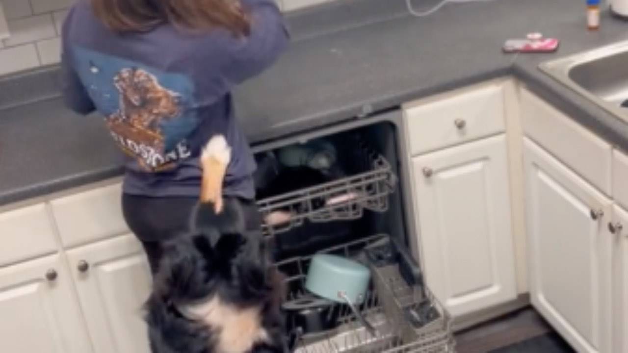 Cane disobbedisce alle regole di casa per salvare la vita alla sua ...