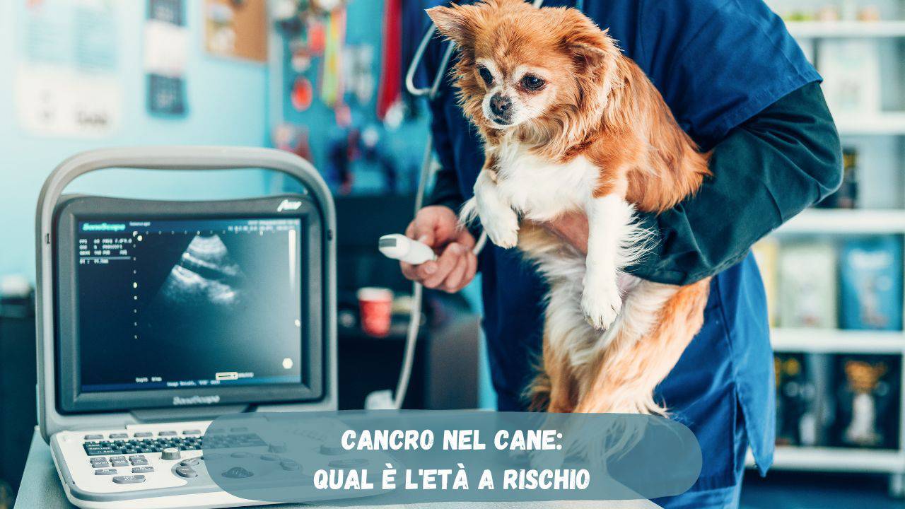 Cancro nel cane, l'età a rischio è questa: a quanti anni si ammalano di più