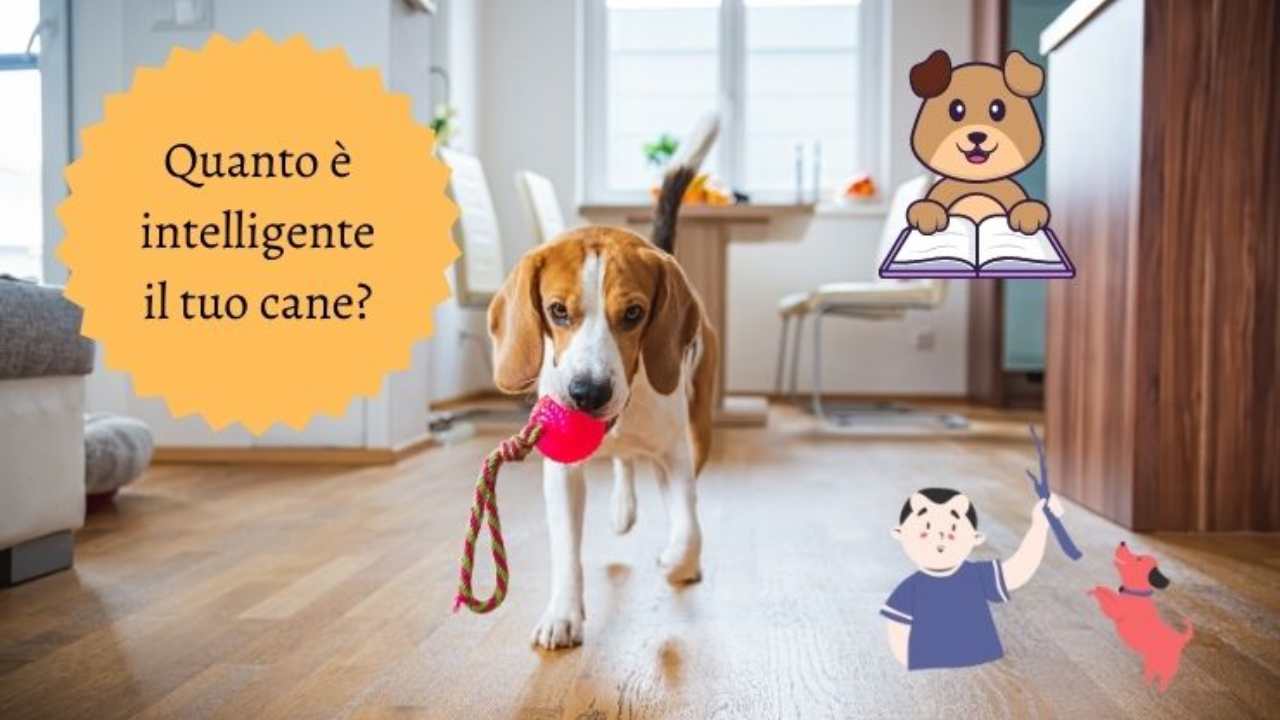 Scopri quanto è intelligente il tuo cane con un test: basta questa domanda