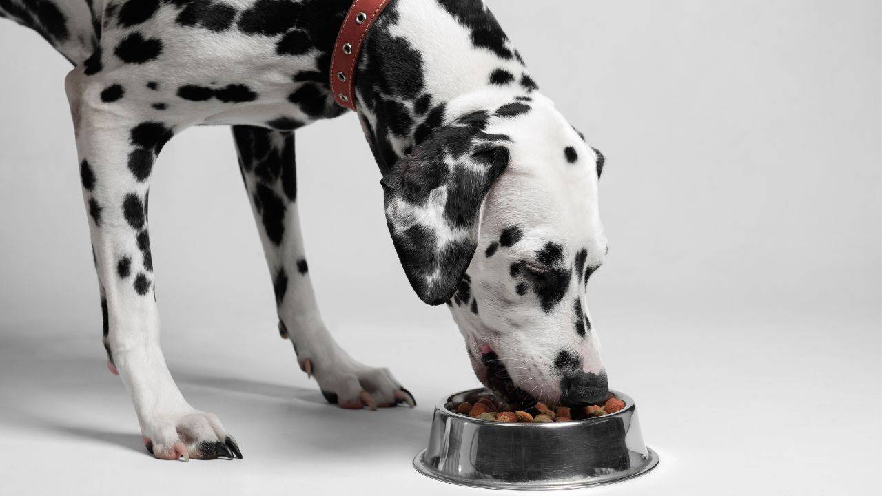 Alimentazione del cane: meglio dosi razionate o cibo a disposizione?