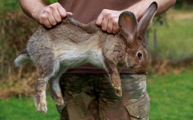 Come maneggiare il coniglio: suggerimenti per la corretta manipolazione
