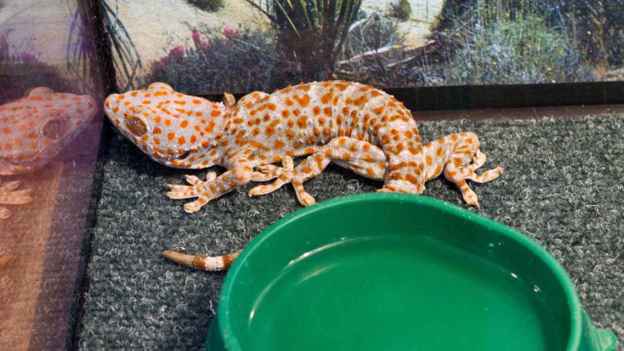 Come scegliere il geco da acquistare: i consigli per capire se è sano