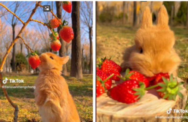 Fragole che passione: il dolce spuntino a base di frutta del ...