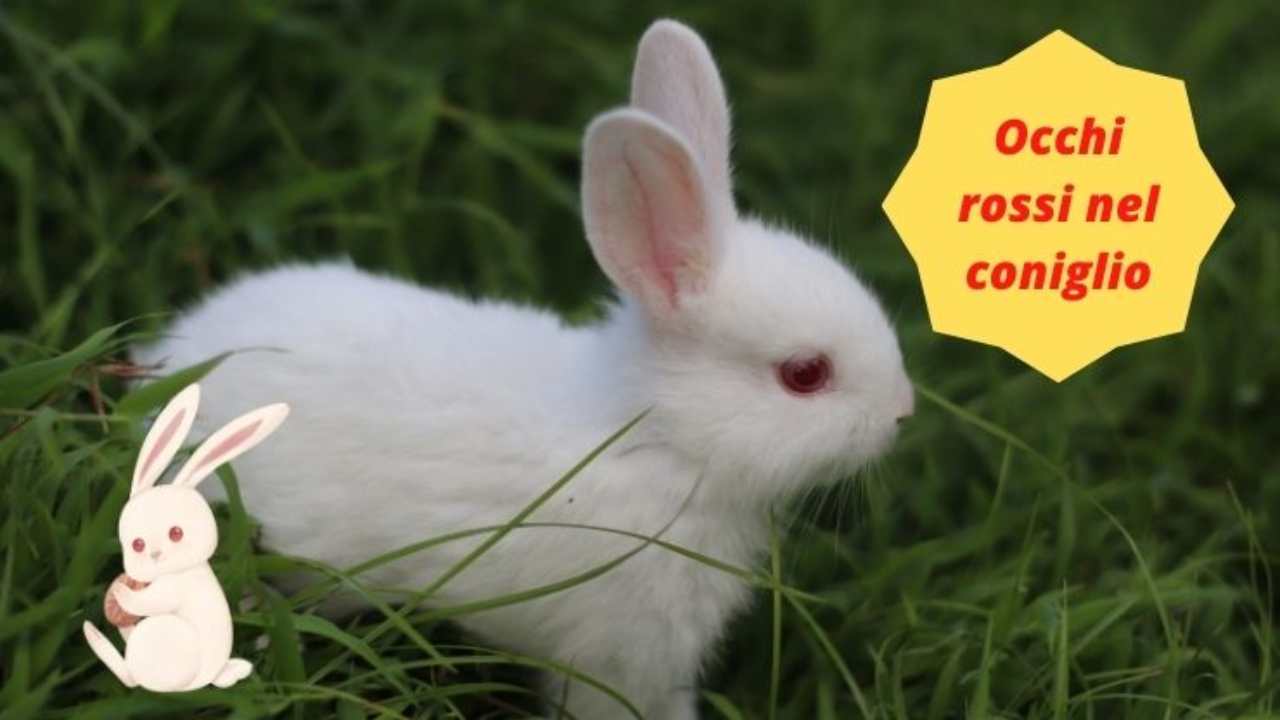 Il coniglio ha gli occhi rossi: ecco i vari motivi e quando preoccuparsi