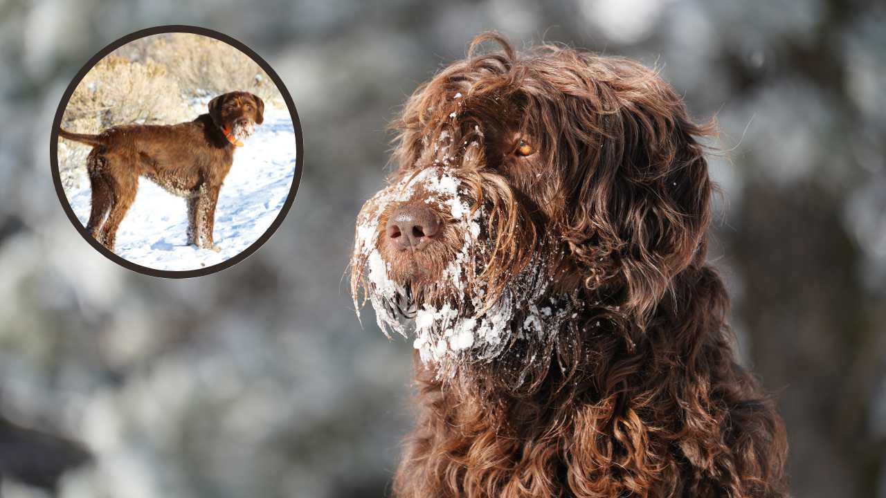 Curiosità sul Pudelpointer: tutte le informazioni che dovreste conoscere