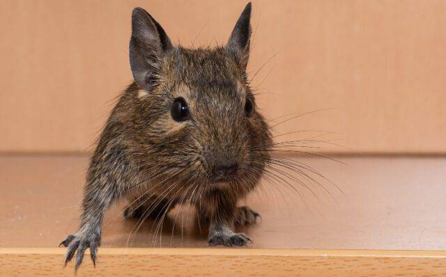 Perdita di peso nel degu: le cause, i sintomi e il trattamento