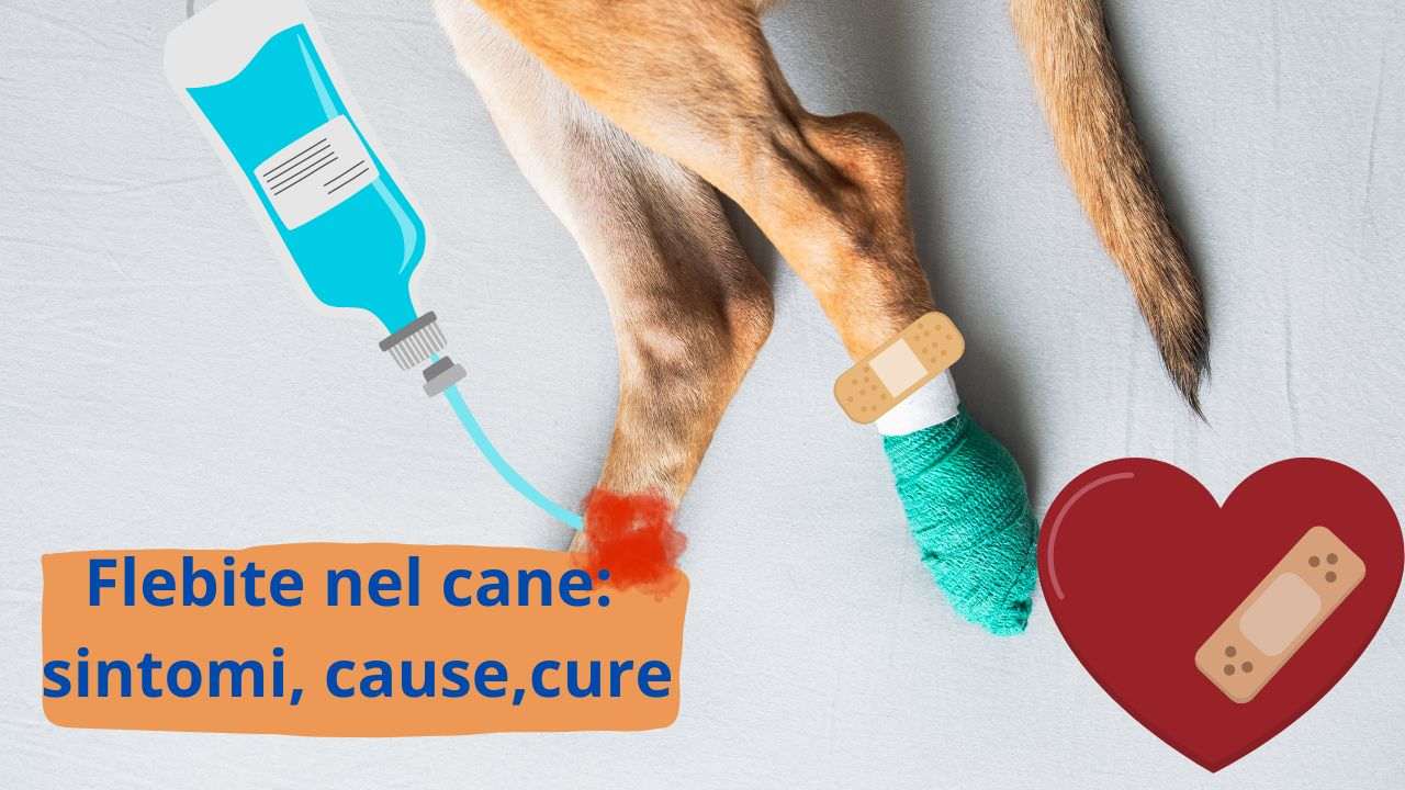 Flebite nel cane: cos'è, sintomi, cause e come curare il nostro Fido