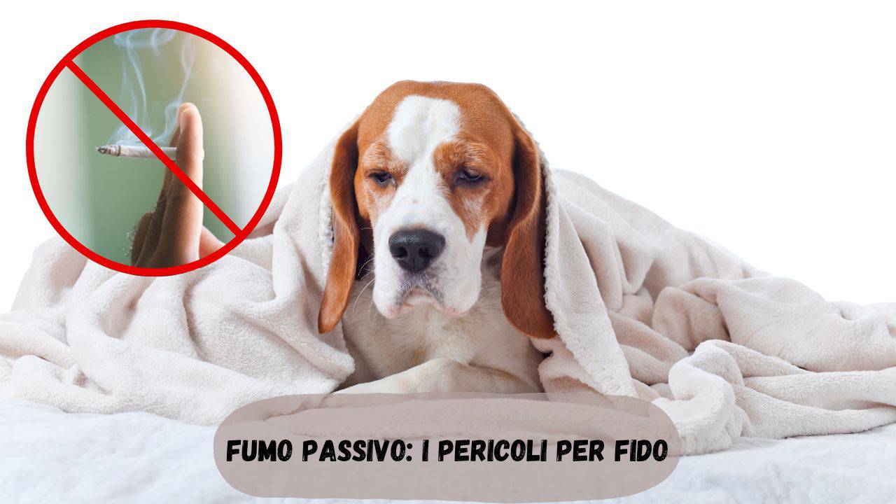 Fumare in casa fa male a tutti: pericolosi effetti del fumo passivo nel ...