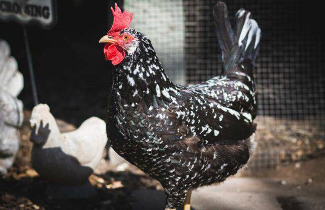 Gallina Ancona: specie ornamentale da cortile e da giardino