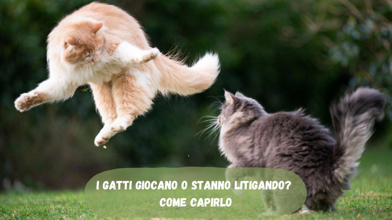 Come capire se i tuoi gatti litigano o stanno giocando: il metodo ...