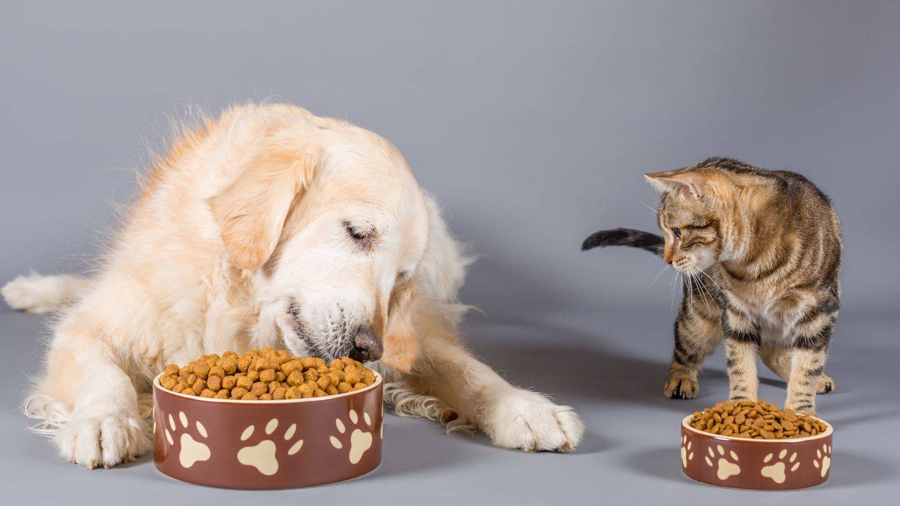 Come evitare che il gatto mangi il cibo del cane: consigli e precauzioni