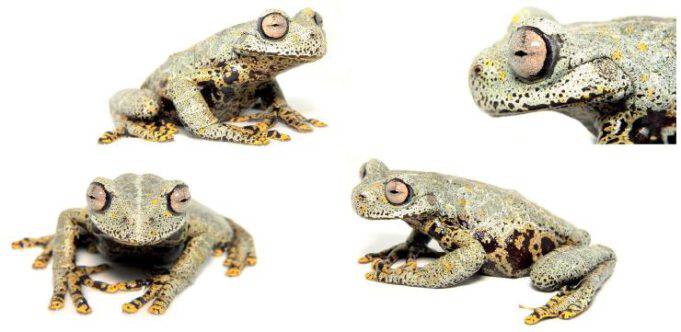 Scoperta nuova specie di rana: sembra uscita da un romanzo fantasy