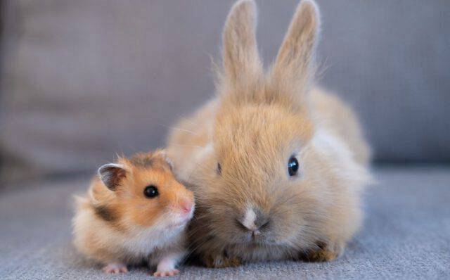 7 cose da sapere sul coniglio: le curiosità e i suggerimenti utili