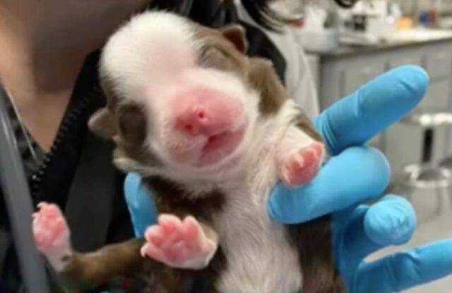 Cucciolo malformato nasce per miracolo: le immagini fanno il giro del mondo - VIDEO