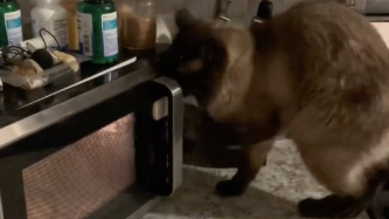 Ossessione del gatto Bentley con il suo microonde è irresistibile - VIDEO