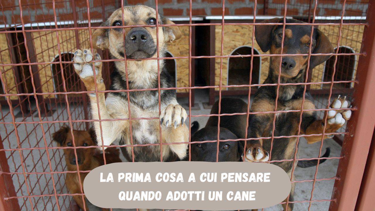 Non dimenticarlo mai: è la prima cosa a cui pensare quando adotti un cane