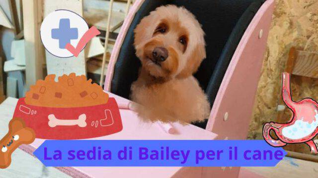 La sedia di Bailey per il cane: che cos'è, a cosa serve e quando usarla