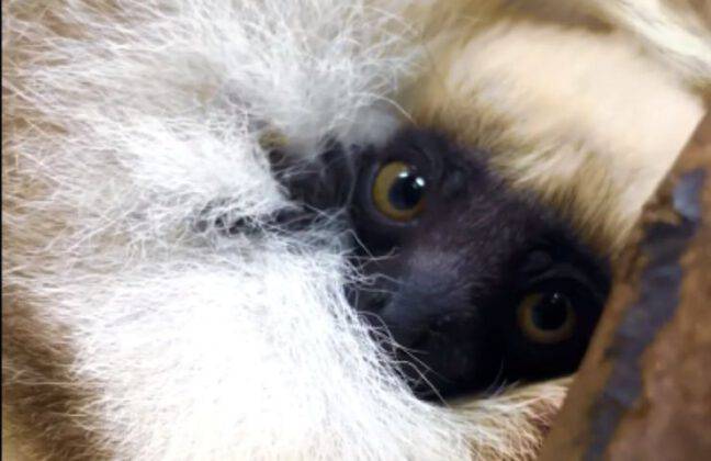 Zoo celebra nascita di lemure in via d'estinzione: benvenuto Kintana video